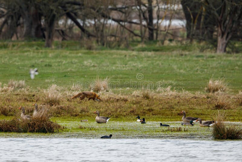 Red fox is hunting geese stock image. Image of feather - 215748297