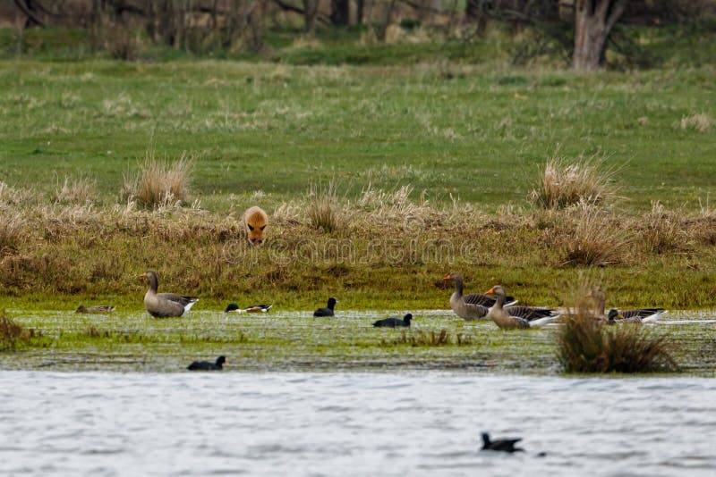 Red fox is hunting geese stock image. Image of wild - 215748441