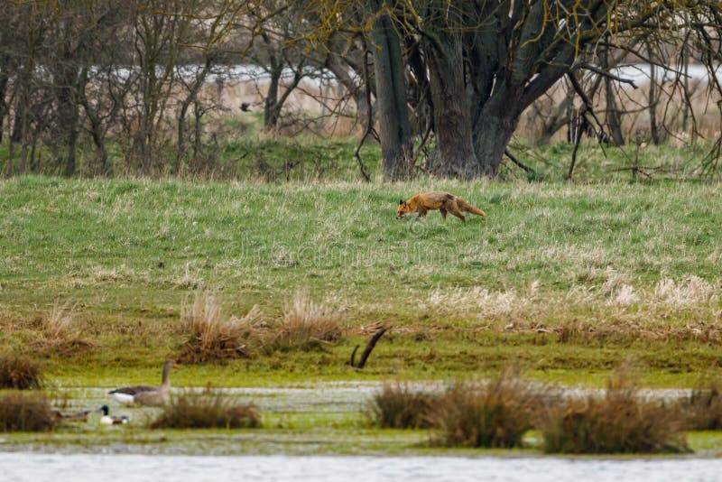 Red fox is hunting geese stock image. Image of feather - 215749097