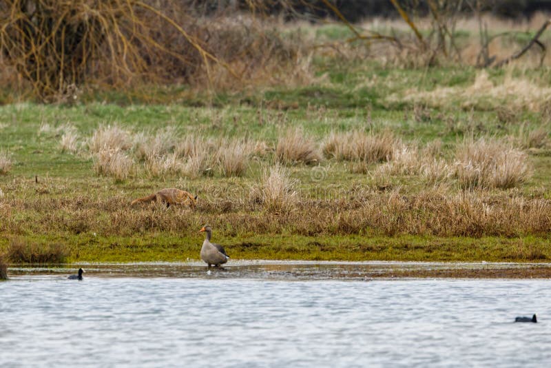 Red fox is hunting geese stock photo. Image of animal - 215749262