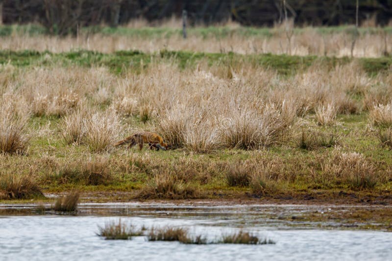Red fox is hunting geese stock image. Image of mammal - 215749289