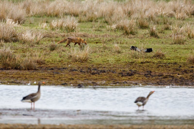 Red fox is hunting geese stock photo. Image of bird - 215749358