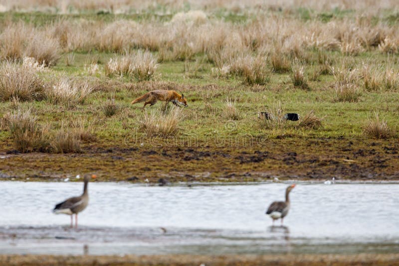 Red fox is hunting geese stock image. Image of ducks - 215749375