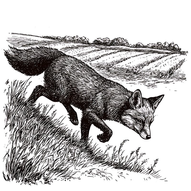 Red Fox Hunting in Grassy Field, Monochrome Illustration Stock ...