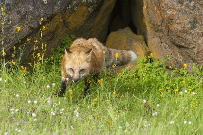 Red Fox Hunting in Green Grass and Yellow Flowers with Rock Den Stock ...