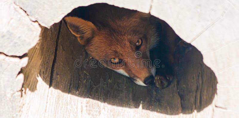 Red Fox Hunting, Hidden in a Tree, Looking To Camera. Wildlife, Vulpes ...