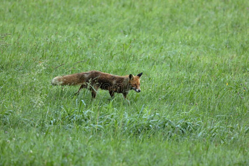 Red Fox Hunting in a Meadow Stock Photo - Image of hunting, ecoregion ...