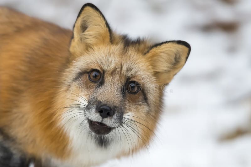 Angry red fox stock image. Image of vulpes, nature, grass - 74878001