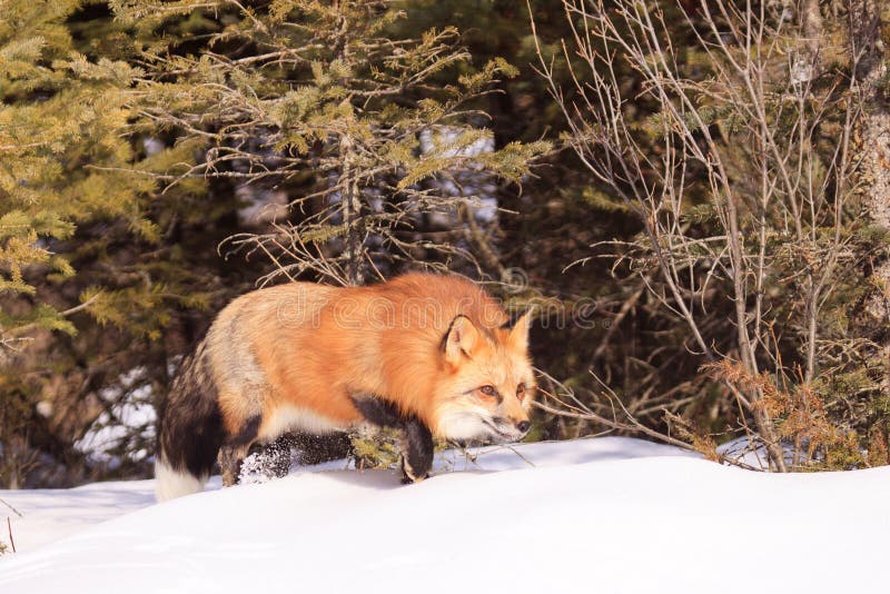 Red fox witha vole stock image. Image of snow, eating - 26186177