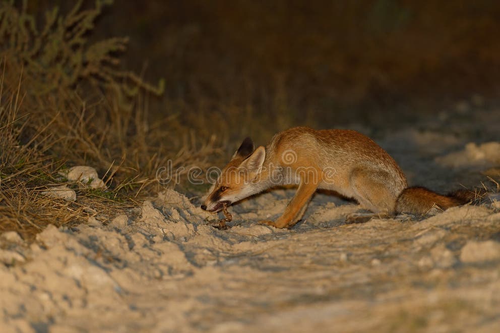 A Red Fox Hunting Snakes at Night. Feeding Red Fox Stock Photo - Image ...
