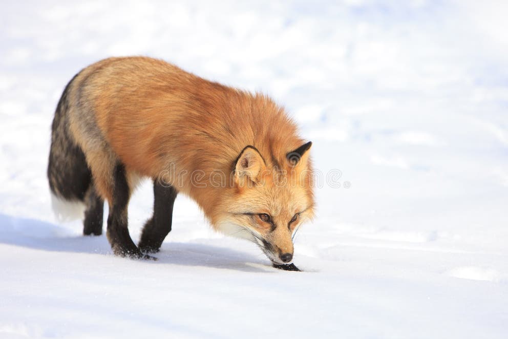 Red fox hunting in snow stock image. Image of snowy, mammal - 84306549