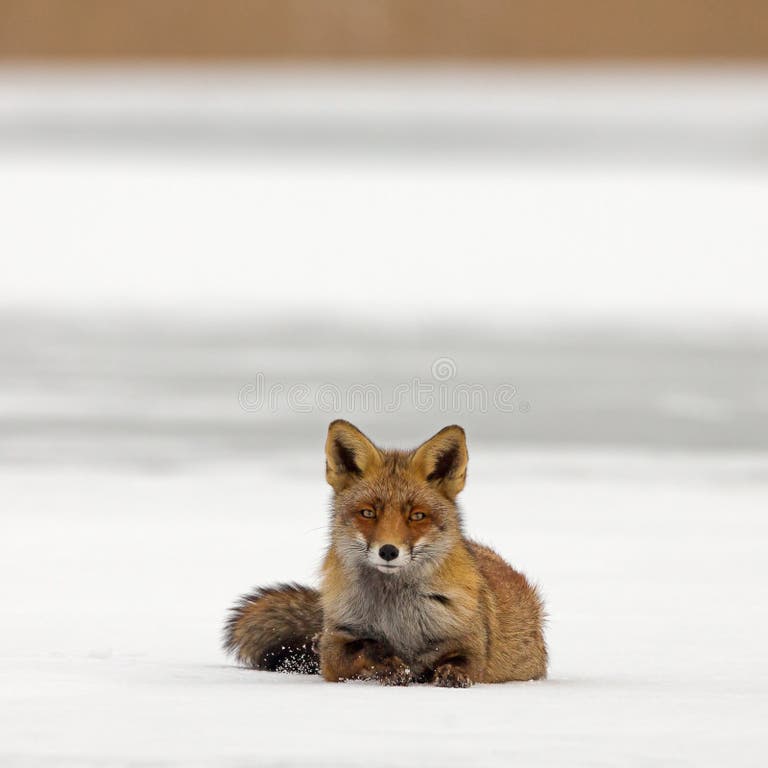 Red Fox on ice stock photo. Image of outdoors, furry - 29049306