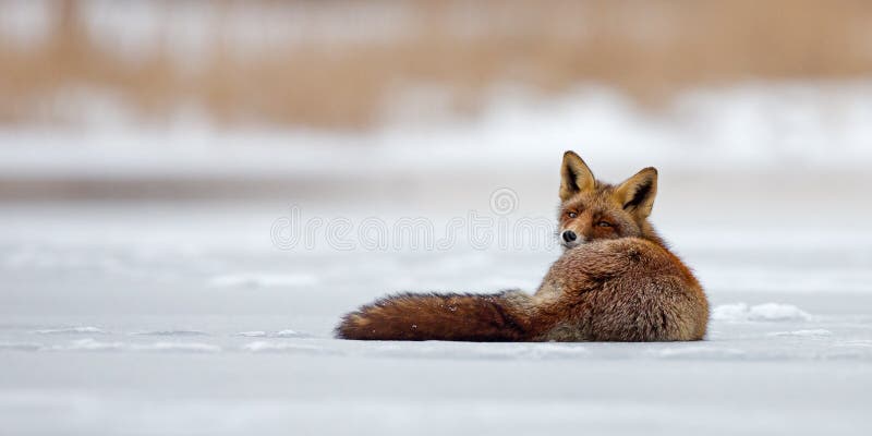 Red Fox on ice stock image. Image of outdoors, devious - 29049327