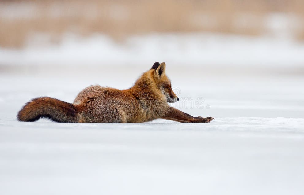 Red Fox on ice stock image. Image of burrow, green, snowy - 29049353