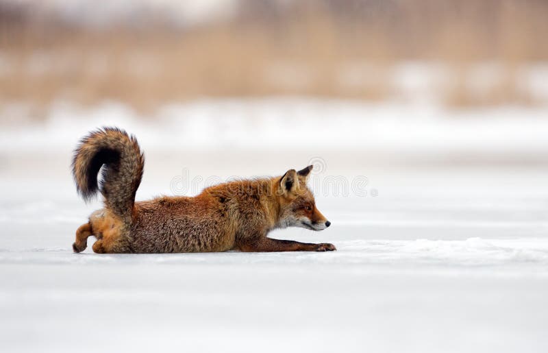 Red Fox on ice stock photo. Image of carnivore, devious - 29049378