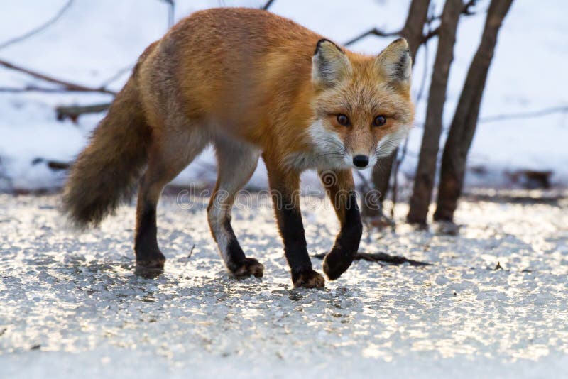 Red Fox on Ice stock image. Image of hunt, predator, pondn - 66827419