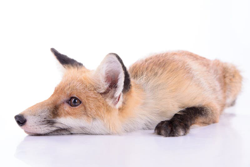 Sad red fox isolated stock image. Image of cute, cold - 45022441