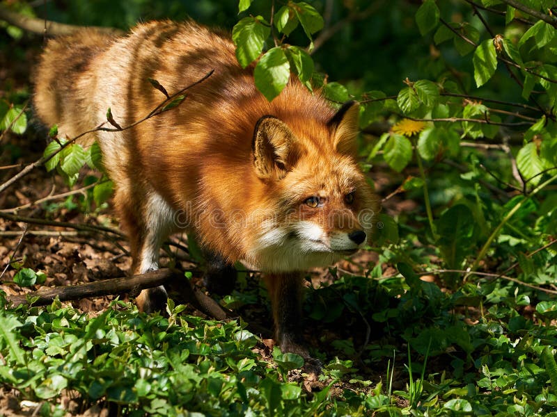 Red fox Vulpes vulpes stock image. Image of wilderness - 265410515