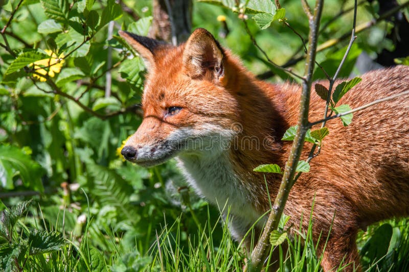 Red Fox in Its Natural Habitat Stock Photo - Image of green, lush ...