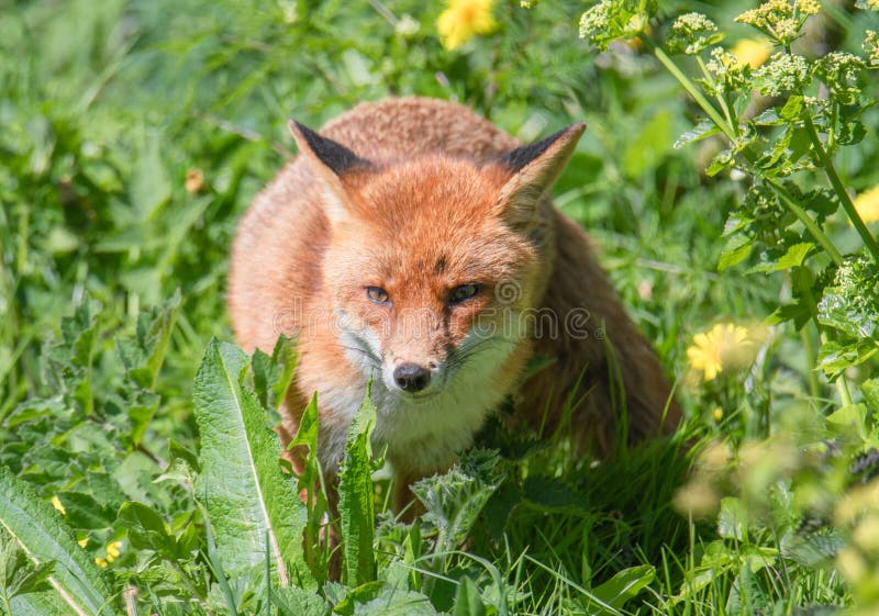 Red Fox in Its Natural Habitat Stock Image - Image of field, forest ...