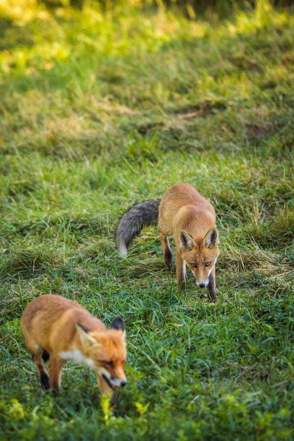 Red Fox In Its Natural Habitat Stock Photo - Image of natural, peaceful ...