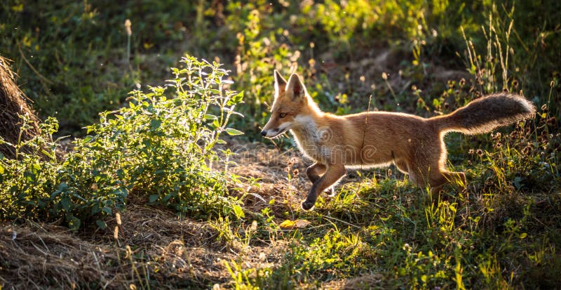 Red Fox in Its Natural Habitat Stock Photo - Image of relaxed ...