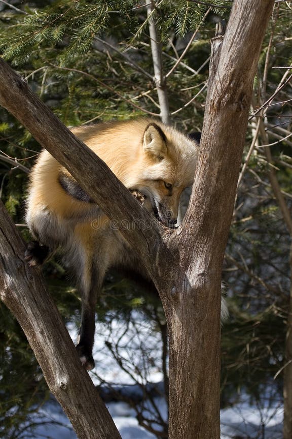 Red Fox IV stock photo. Image of hunting, mammal, predator - 8998372