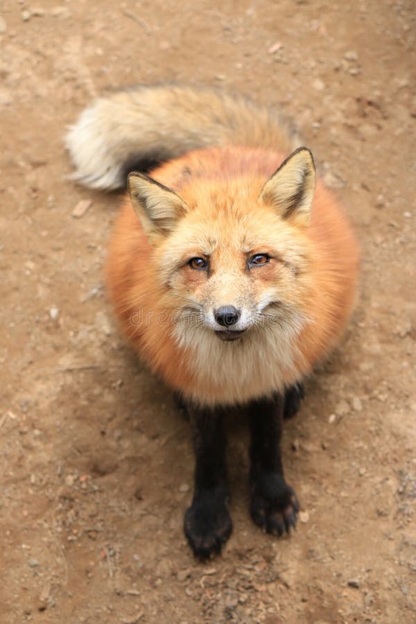A red fox at Japan stock photo. Image of spring, foxes - 103787360
