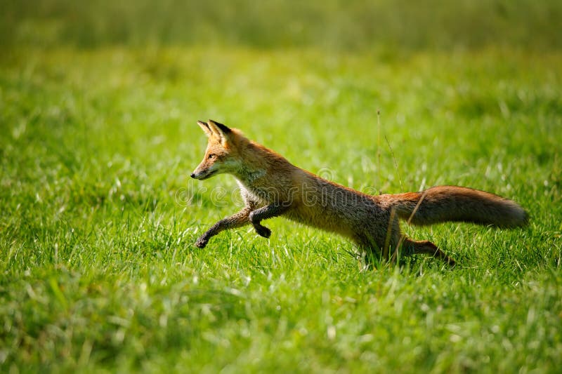Jumping Red Fox Wallpaper Red Fox Jump Stock Photos, Royalty Free Red