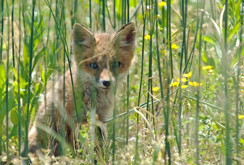 Red Fox Kit stock image. Image of eyes, wilderness, cute - 14457241