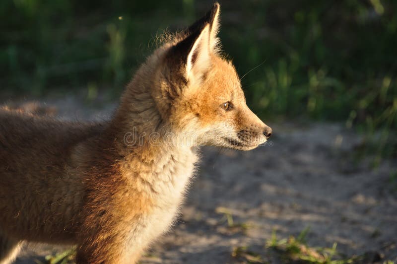 Wild Red Fox Kit stock image. Image of carnivore, pointy - 19446147