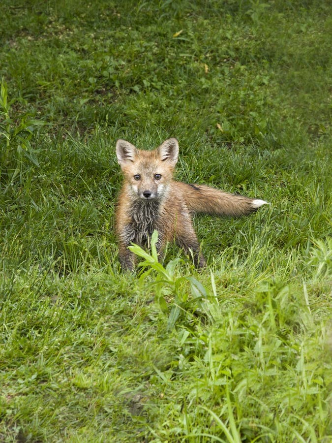 Red Fox Kit stock photo. Image of white, nature, animal - 33065490