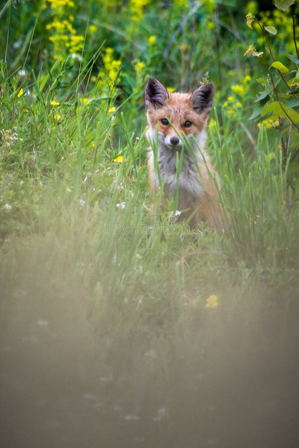 European Red Fox Kit, Baby Playing Stock Photo - Image of daylight ...