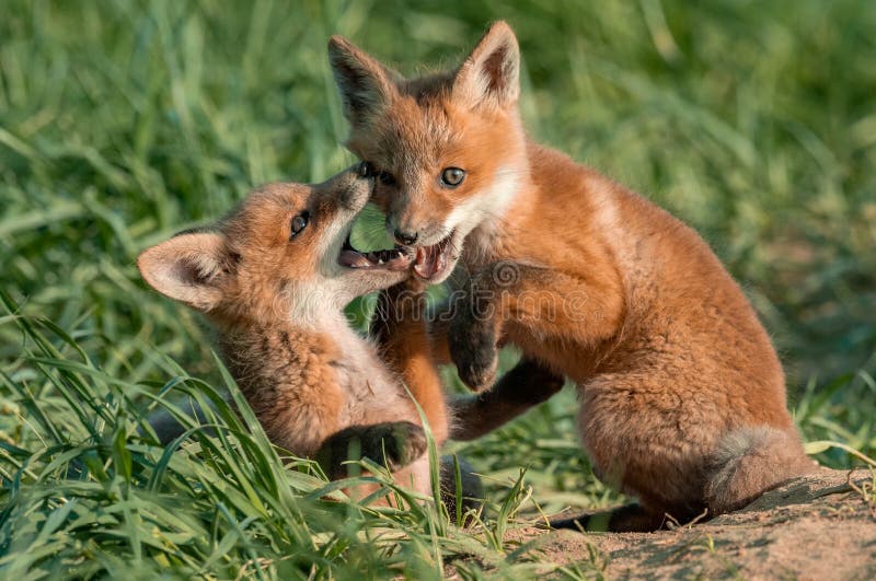 Red Fox in New Jersey stock image. Image of wolf, canada - 116291505