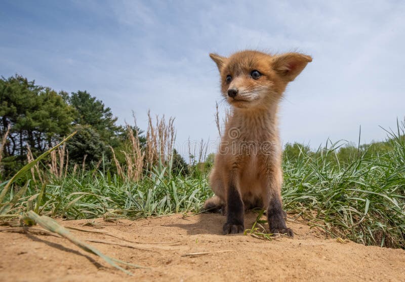 Red Fox in New Jersey stock photo. Image of cute, baby - 116563738