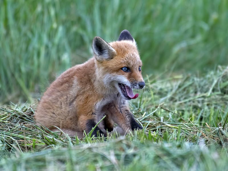 Red Fox Kits stock image. Image of baby, portrait, lying - 71025261