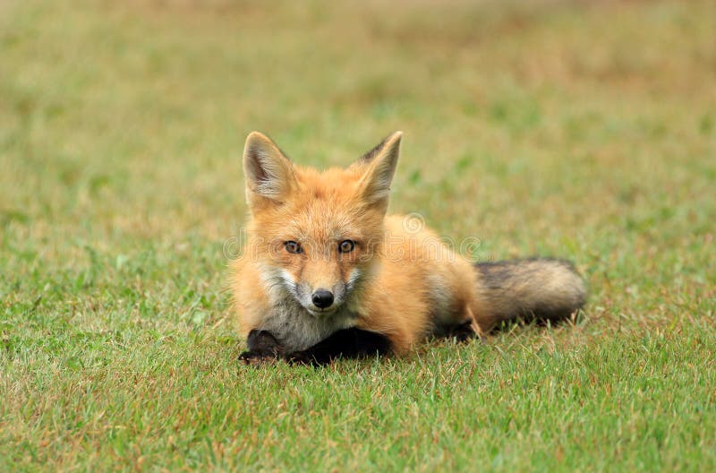 Red Fox Kit Posing in a Grass Meadow, PEI, Canada Stock Image - Image ...