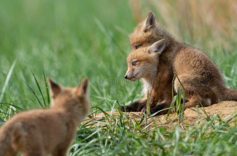 Red Fox Kit