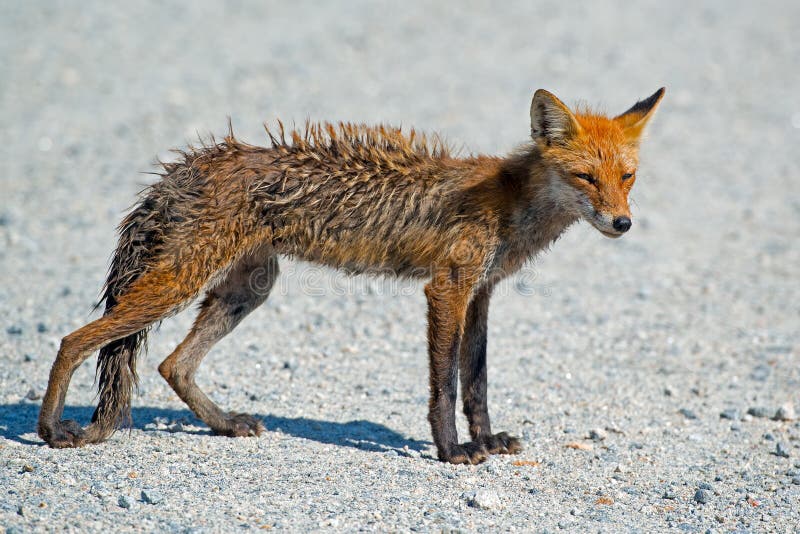 Red Fox stock image. Image of cute, vulpes, mammal, rough - 42427273