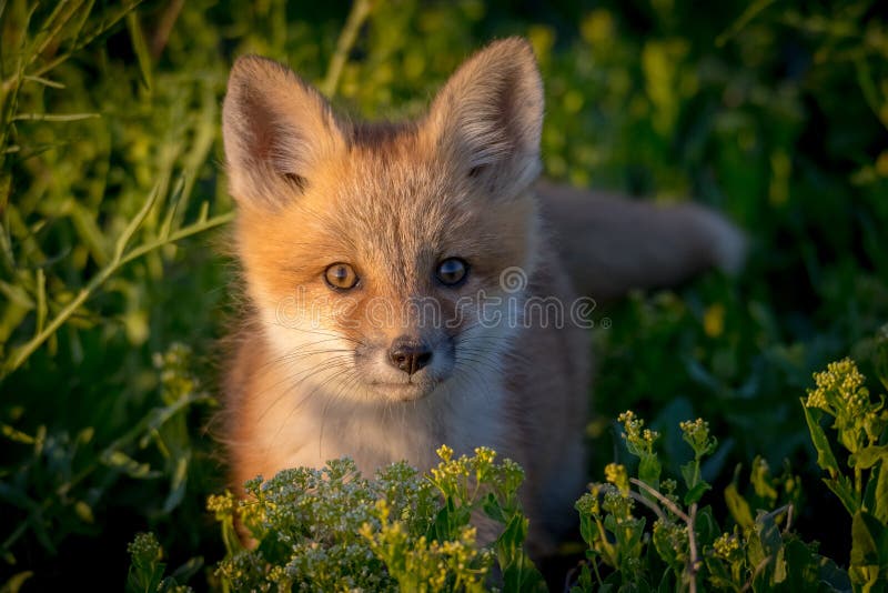 Red Fox Kit in Sunset Light Stock Photo - Image of next, allowing: 55993580