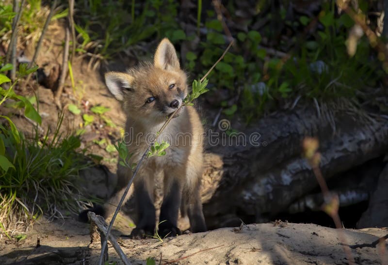 A Red Fox Kit Vulpes Vulpes Chewing on a Branch Deep in the Forest in ...