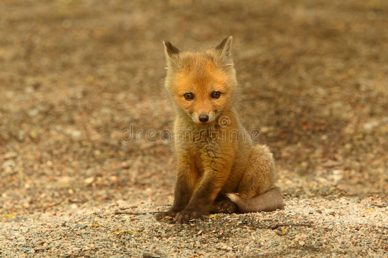6,350 Baby Red Fox Stock Photos - Free & Royalty-Free Stock Photos from ...