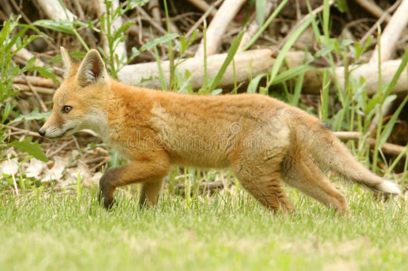 Red Fox Kit stock photo. Image of spring, baby, vulpes - 95923350