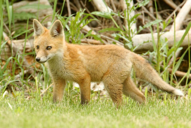 Red Fox Kit stock image. Image of young, wildlife, newborn - 96284531