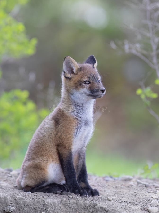 A Red Fox Kit (Vulpes Vulpes) Sitting by Its Den Deep in the Forest in ...