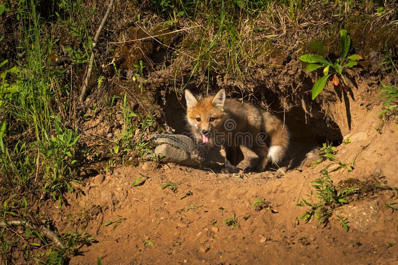 Red Fox Kit Vulpes Vulpes Crawls Out of Den Stock Image - Image of ...