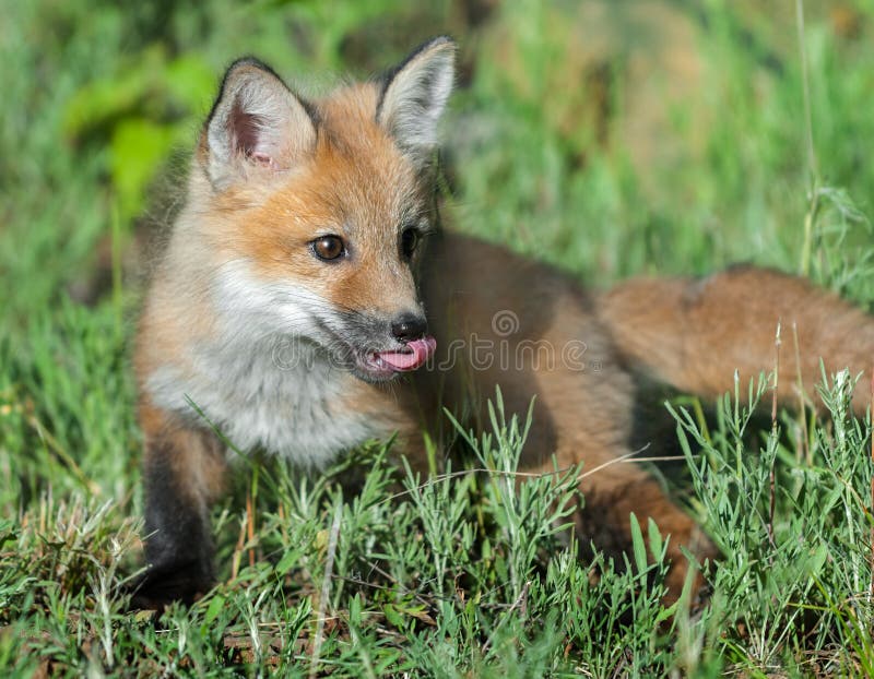 315 Fox Curled Stock Photos - Free & Royalty-Free Stock Photos from ...