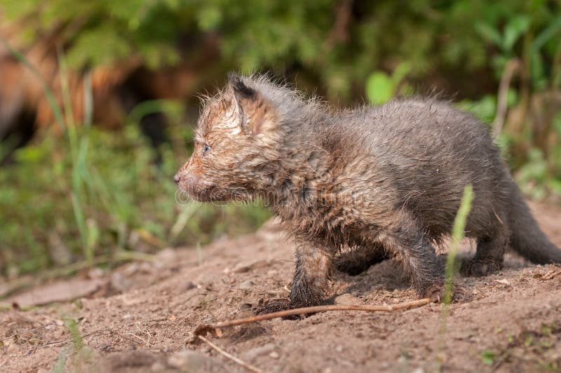 Red Fox Kit (Vulpes Vulpes) Side View Stock Photo - Image of cute ...