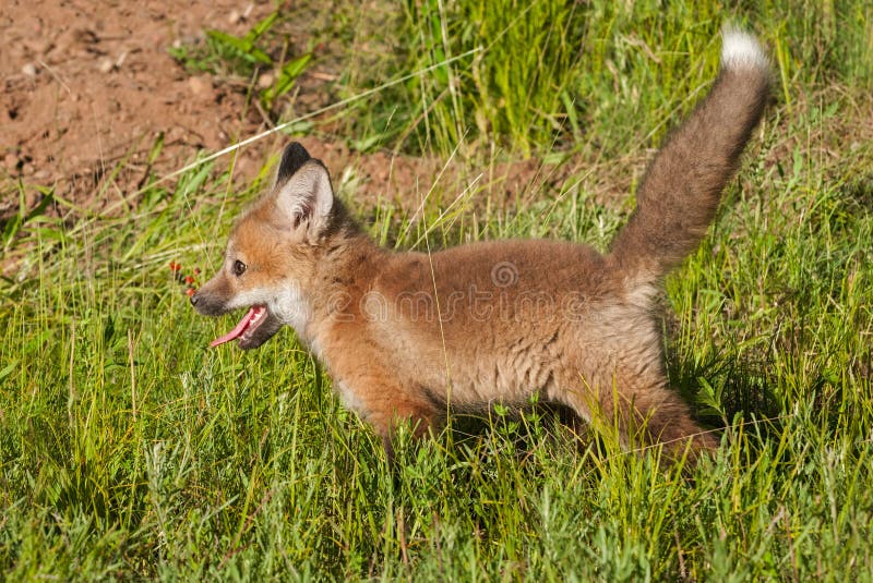 Red Fox Kit (Vulpes Vulpes) Tail Up Stock Image - Image of outdoors ...