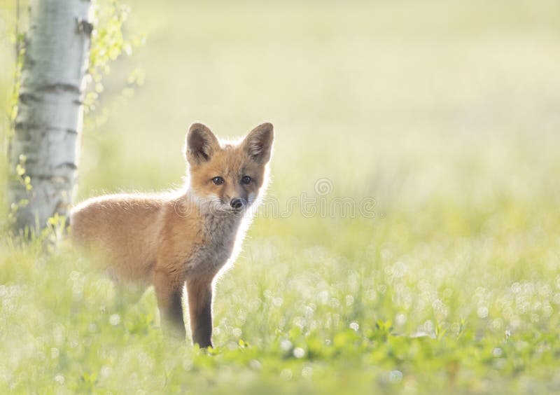 A Red Fox Kit Vulpes Vulpes Walking in a Grassy Meadow Deep in the ...